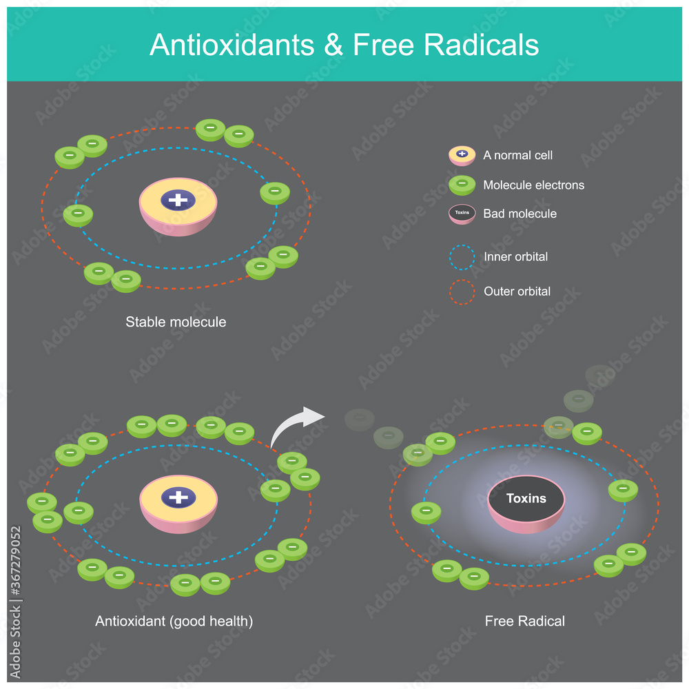 Antioxidants & Radicals. Diagram explain how antioxidants molecule work trap toxic substance in ...