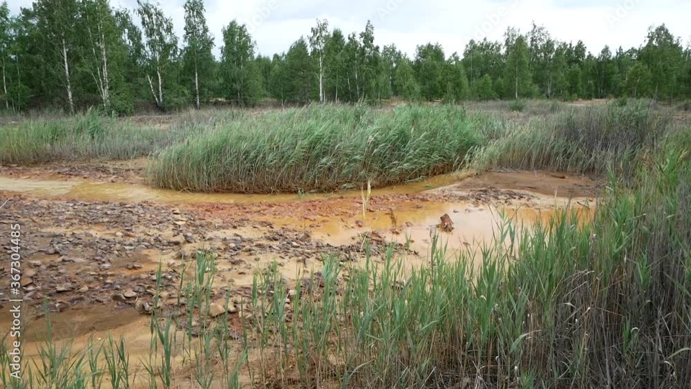 Environmental pollution. Water and forest are polluted with harmful ...