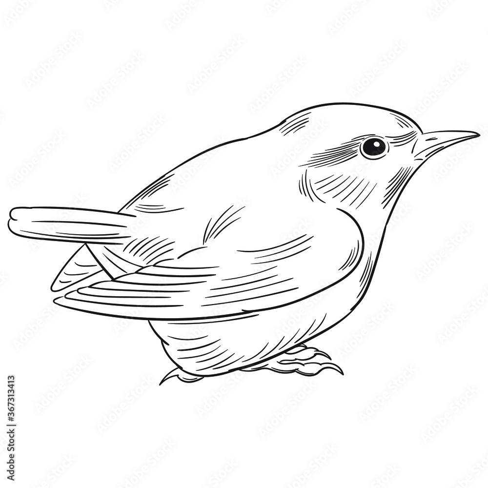 Hand drawn vector of nuthatch isolated on white background for coloring ...