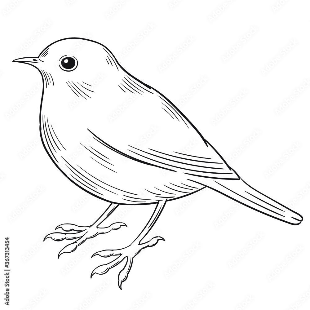 Hand drawn vector of robin isolated on white background for coloring ...