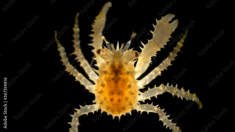 Crab larva Paralithodes camtschaticus under the microscope, already a ...
