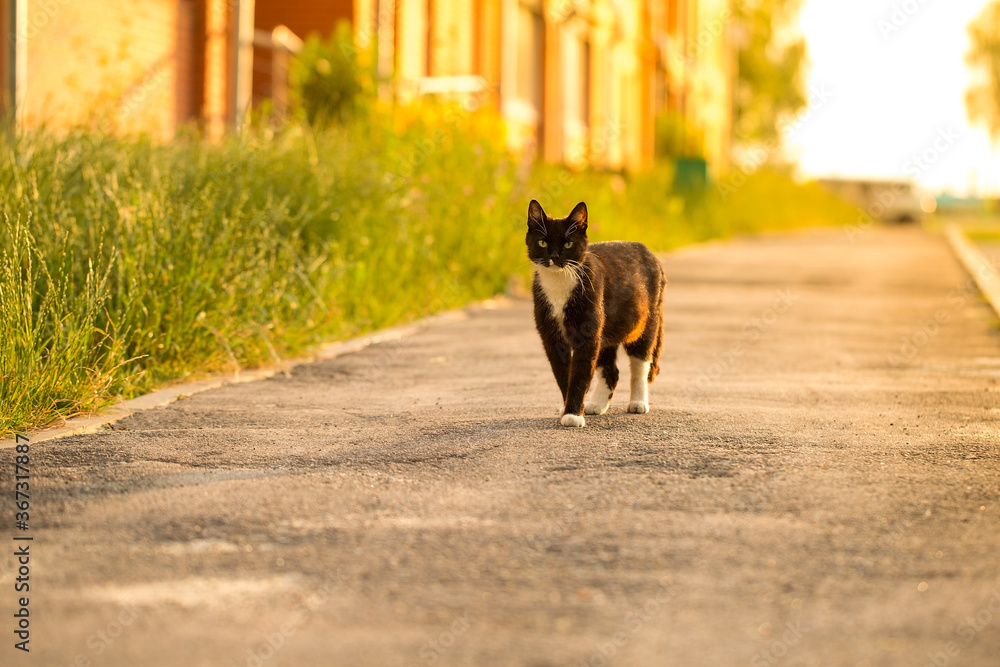 Cat walking on a street. A stray cat walks on an asphalt path Stock ...