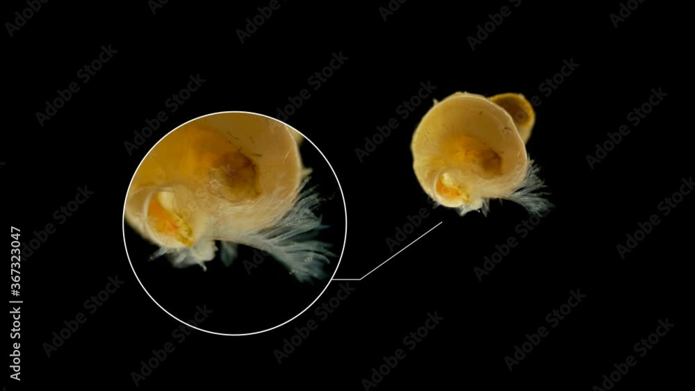 Polychaeta worm under a microscope, the Spirorbidae family, lives in a ...