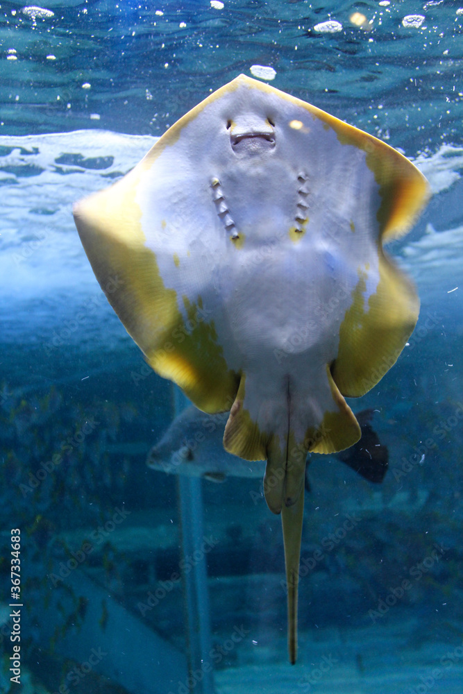 Stingray with smiling face,Skate fish Stock Photo | Adobe Stock
