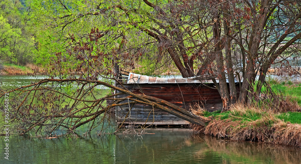Old shack (boat shack shanty) on a river bank with a large tree half ...