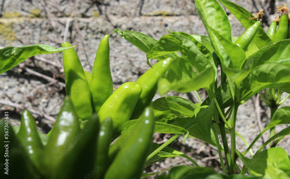Pianta di peperoncini piccanti verdi - natura Stock Photo | Adobe Stock