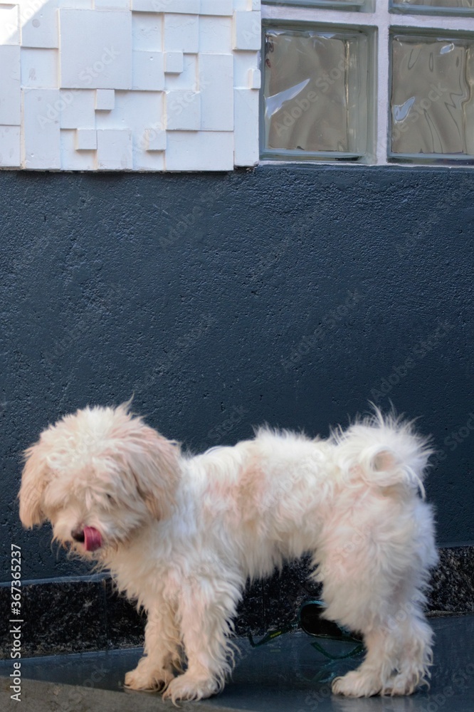 Foto de Tica dog do Stock | Adobe Stock