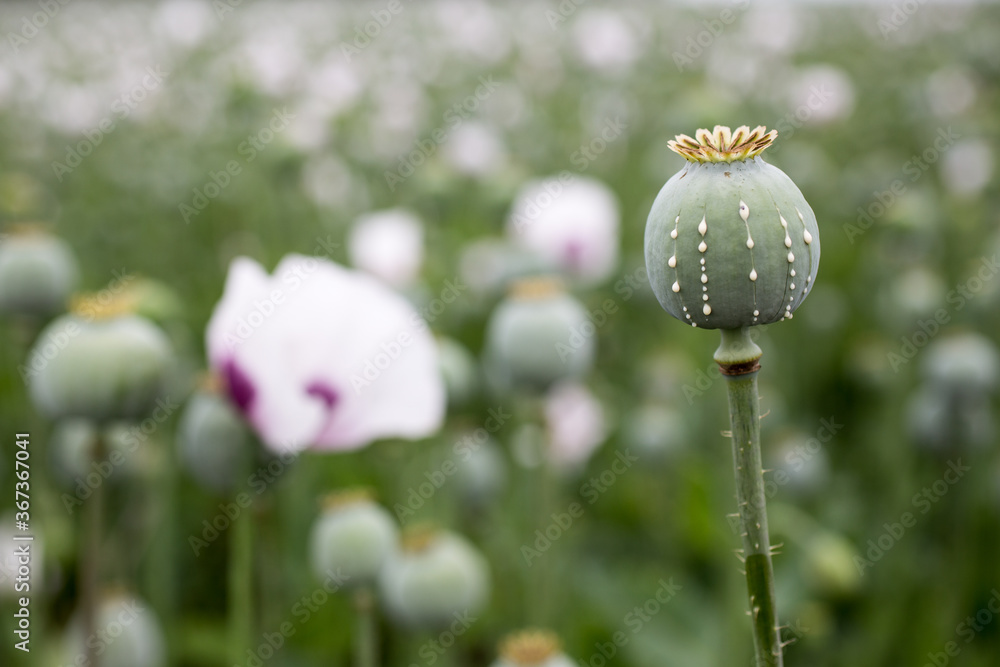 Stockfoto Detail of poppy head with opium latex flowing from immature ...