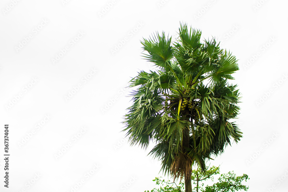 Tal gach. English name: Palmyra-palm, Brab Tree. Habitat :Borassus ...