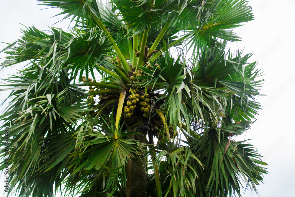 Tal gach. English name: Palmyra-palm, Brab Tree. Habitat :Borassus ...