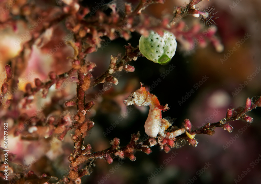 Underwater macro photography of marine animals. Vegetation, creatures ...