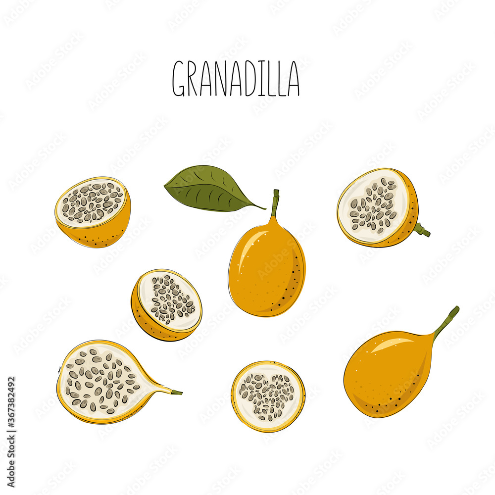Vector set of passion fruit, passionfruit. Hand drawn stylized ...