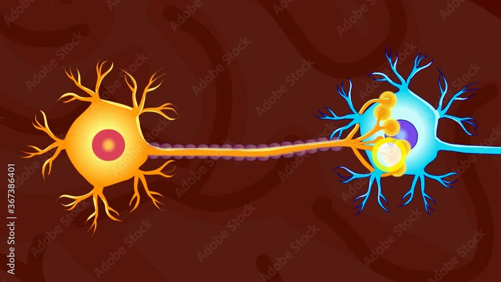 Neuron communication. Transmission of the nerve signal between two ...
