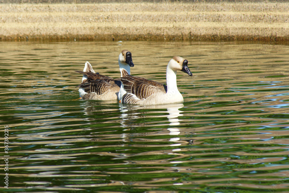 geese, ripples in water, green water, pond, bump on bill, geese with ...