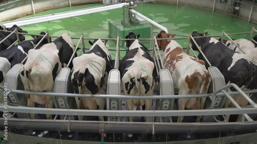 Automated rotary cow milking machine equipment on dairy farm. Many ...