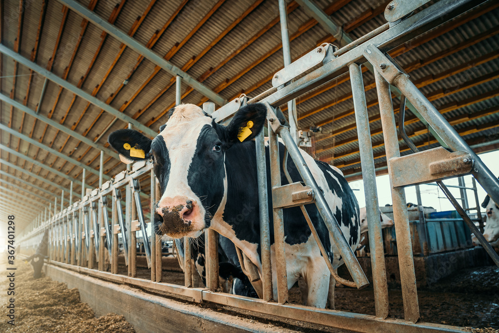 Cows on dairy farm. Cows breeding at modern milk or dairy farm. Cattle ...