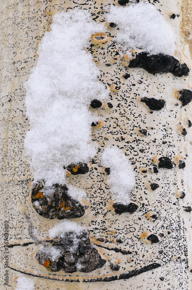 Abstract pattern of bark on trembling Aspen tree Populus tremuloides ...