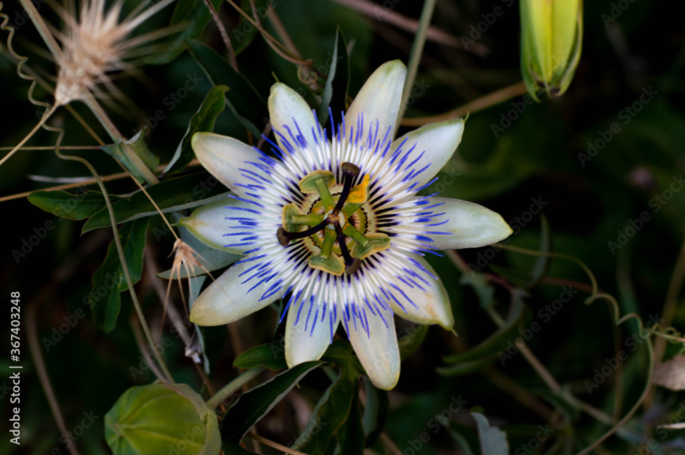 Blue Flower or Passiflora (Passiflora caerulea) leaves in tropical ...