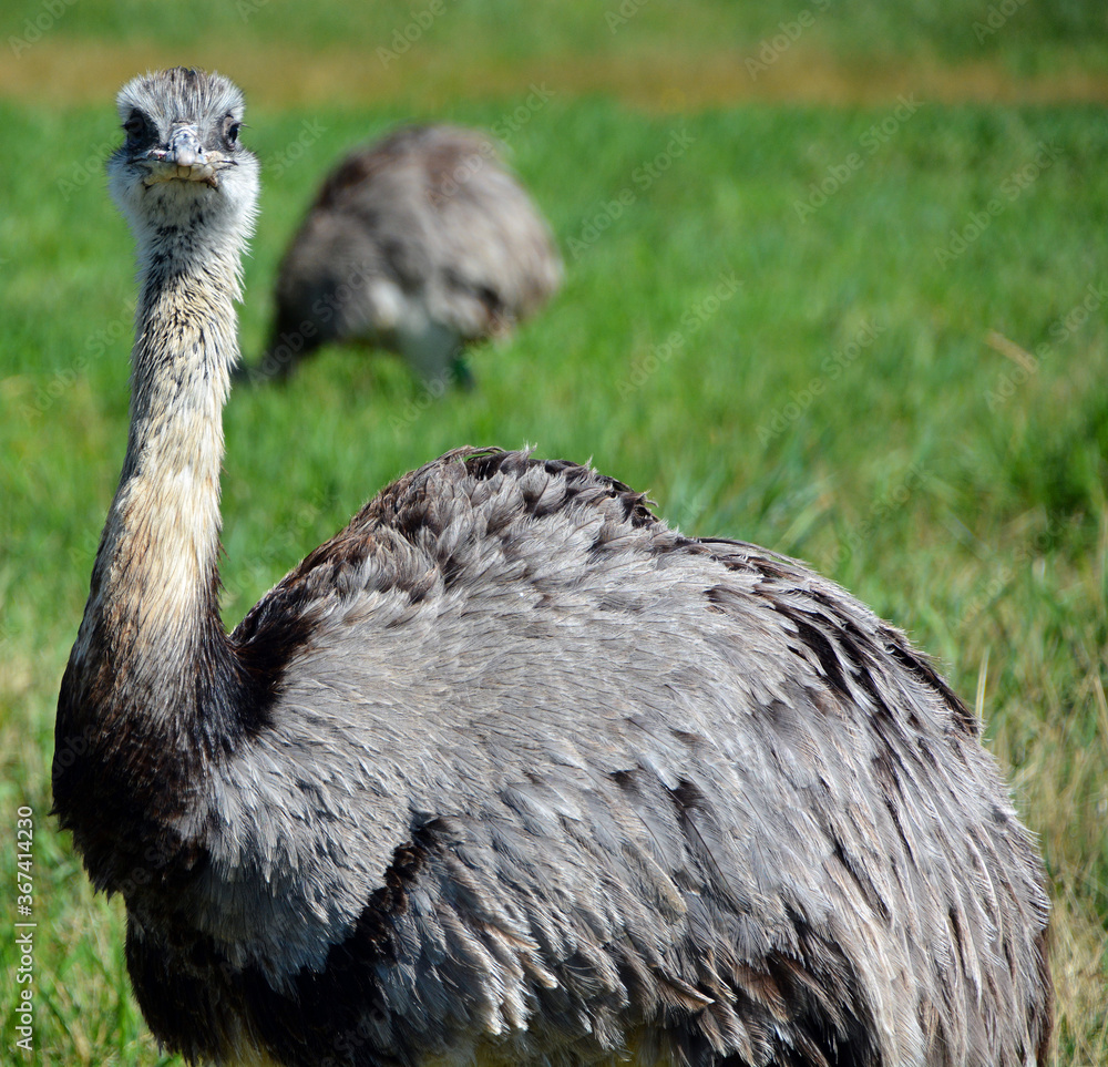 Greater rhea (Rhea americana) is a flightless bird found in eastern ...