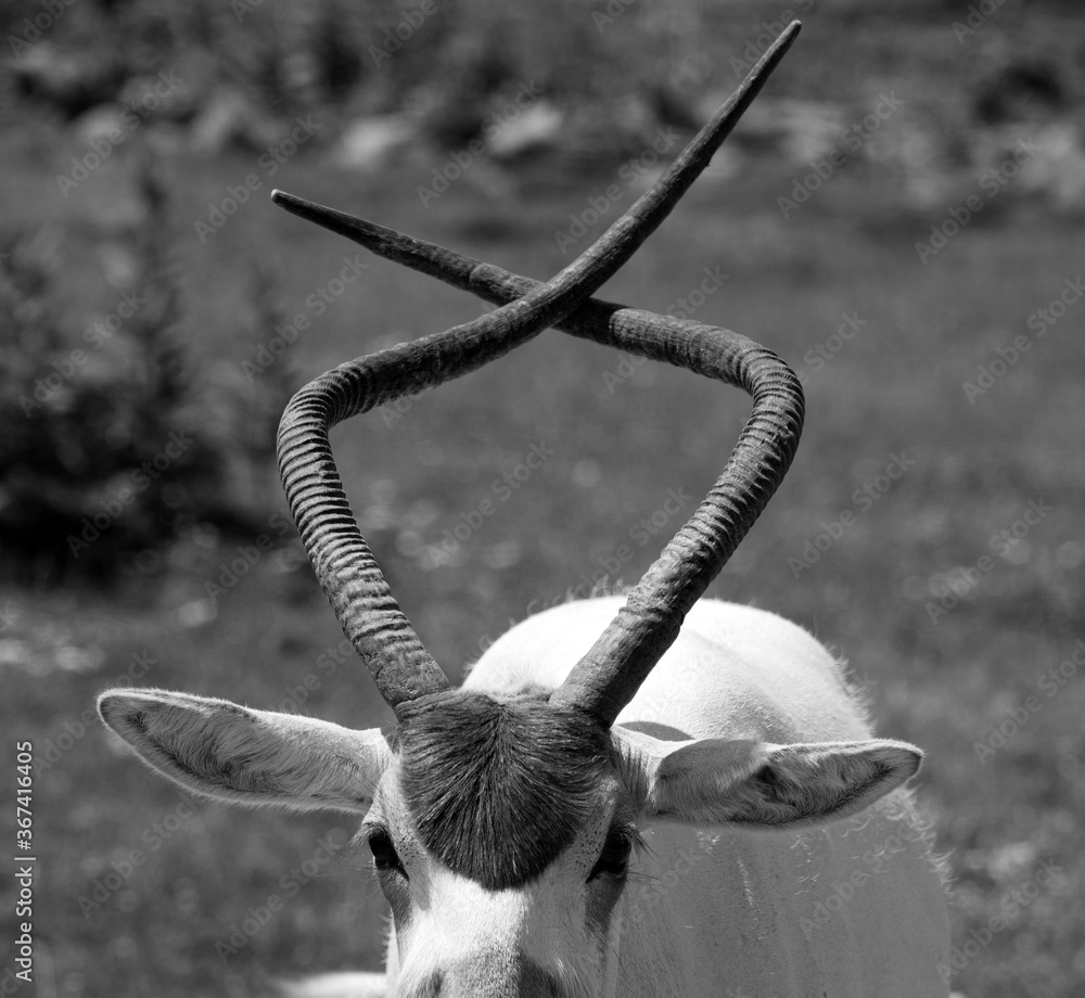 Addax, also known as the white antelope and the screwhorn antelope, is ...