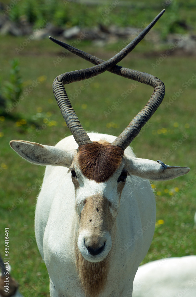 Addax, also known as the white antelope and the screwhorn antelope, is ...