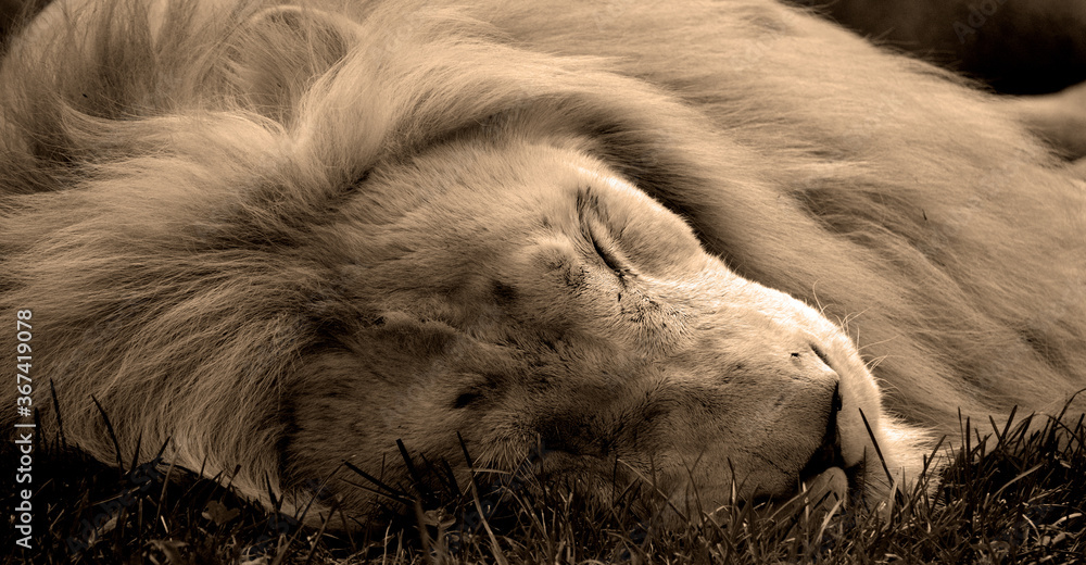 White lion is a rare color mutation of the lion. When the first pride ...