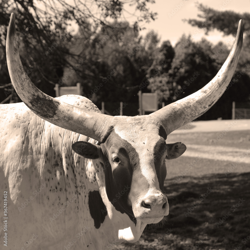 Ankole-Watusi is a modern American breed of domestic cattle. It derives ...