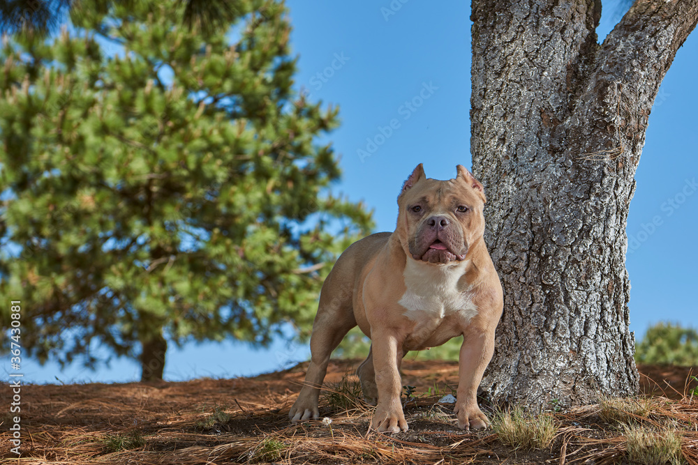 Perro color cafe al asecho en campo abierto con arboles al fondo y a ...