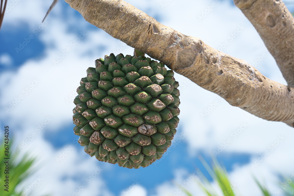 Pine Tree Blues Screws