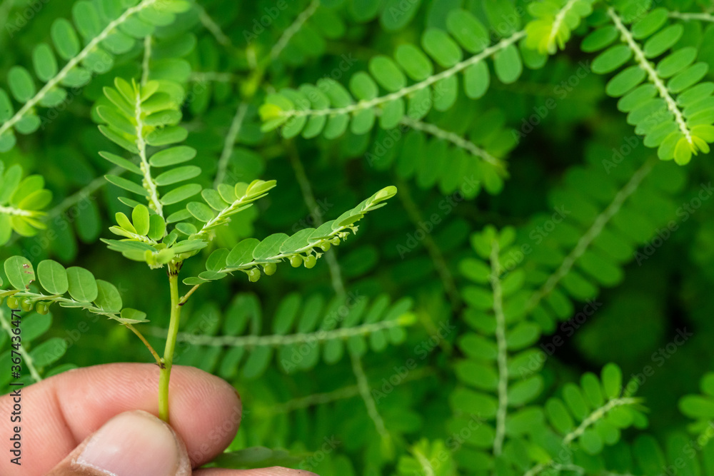 Phyllanthus Niruri Herb Plant And Other Name Seed under leaf phyllanthus-niruri-herb-plant-and-other-name-seed-under-leaf