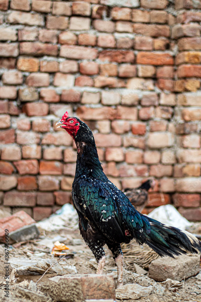 Aseel Rooster Baby