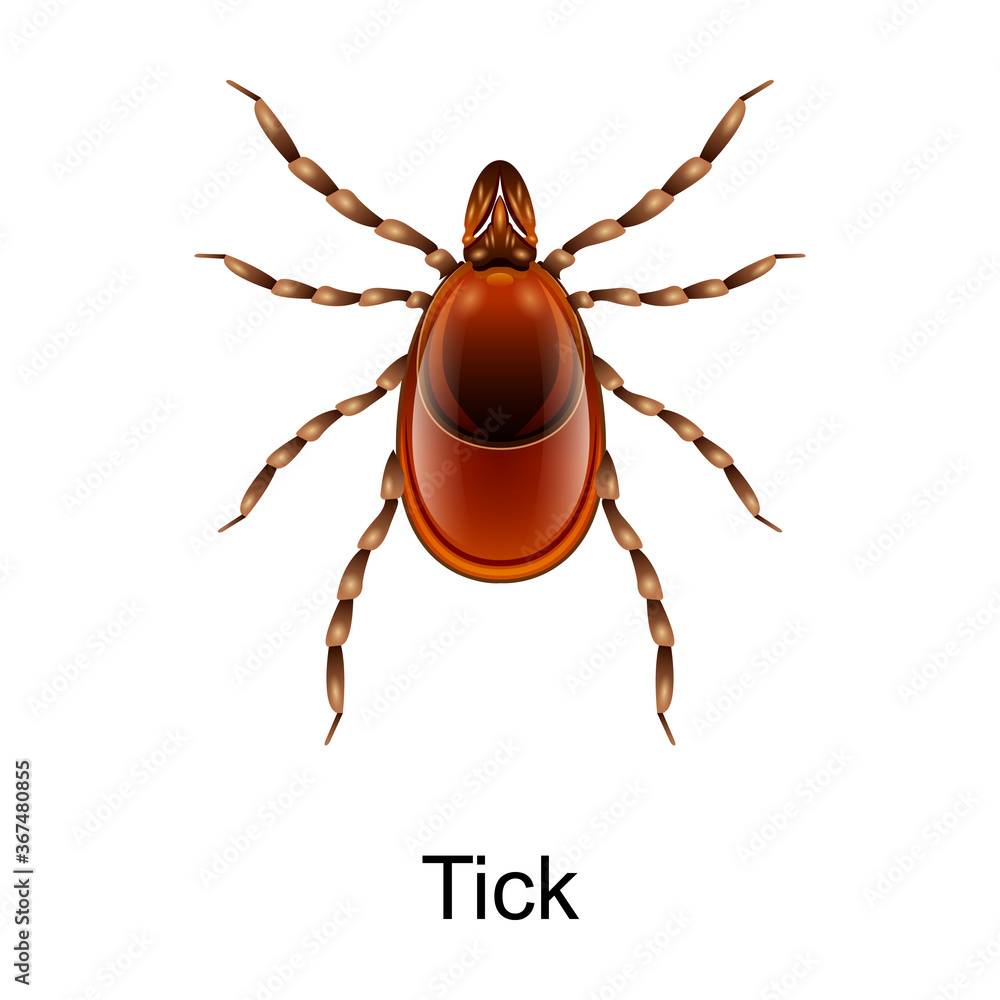 Tick Beetle