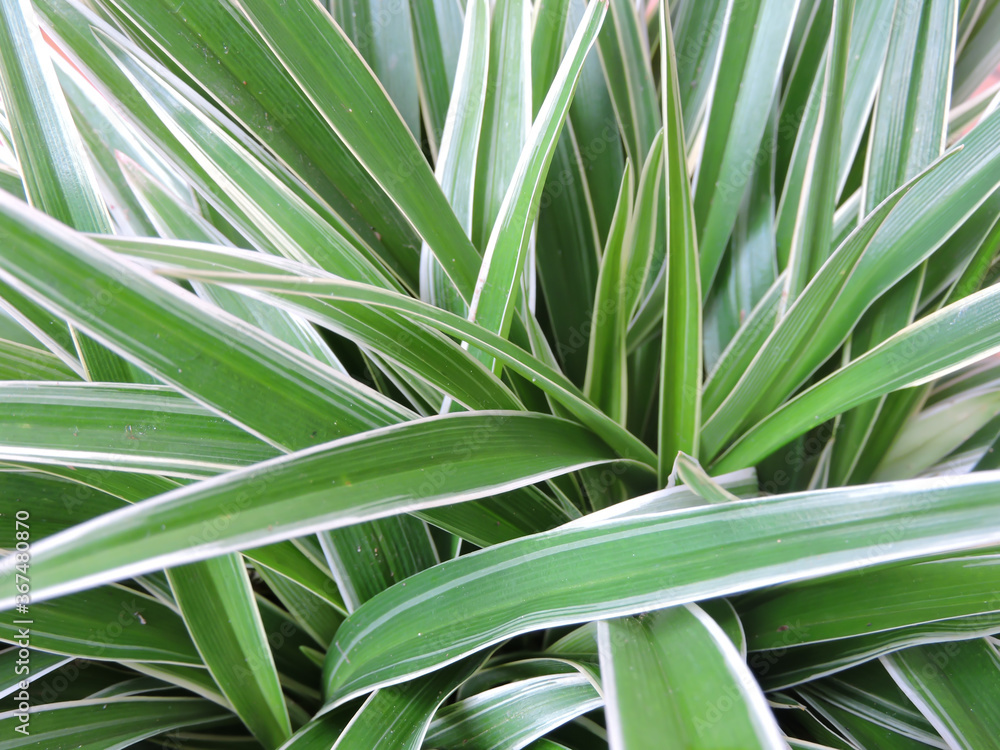 Chlorophytum comosum Ocean is a compact spider plant, looking a little ...