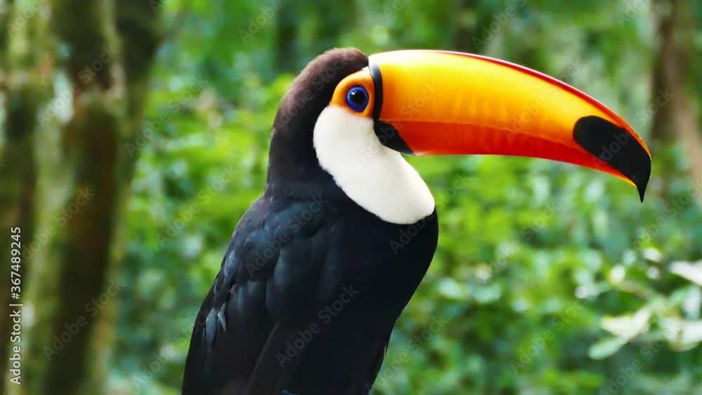 close up of the face of a toco toucan /tucan (Ramphastos toco) tropical ...