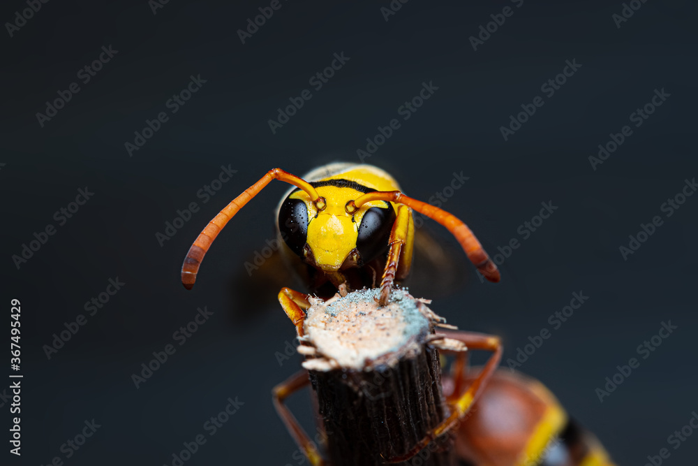 Black back mud-wasp is a common hornet in Southeast Asia. These hornets ...