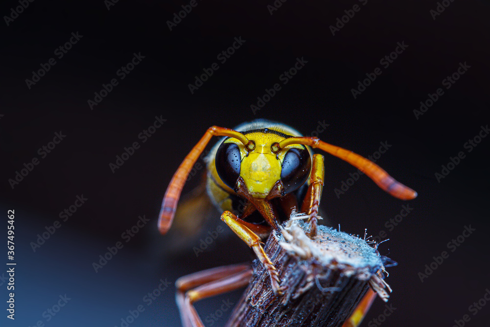 Black back mud-wasp is a common hornet in Southeast Asia. These hornets ...