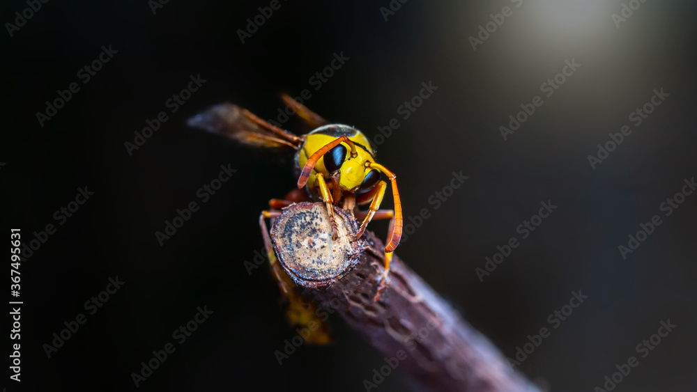 Black back mud-wasp is a common hornet in Southeast Asia. These hornets ...