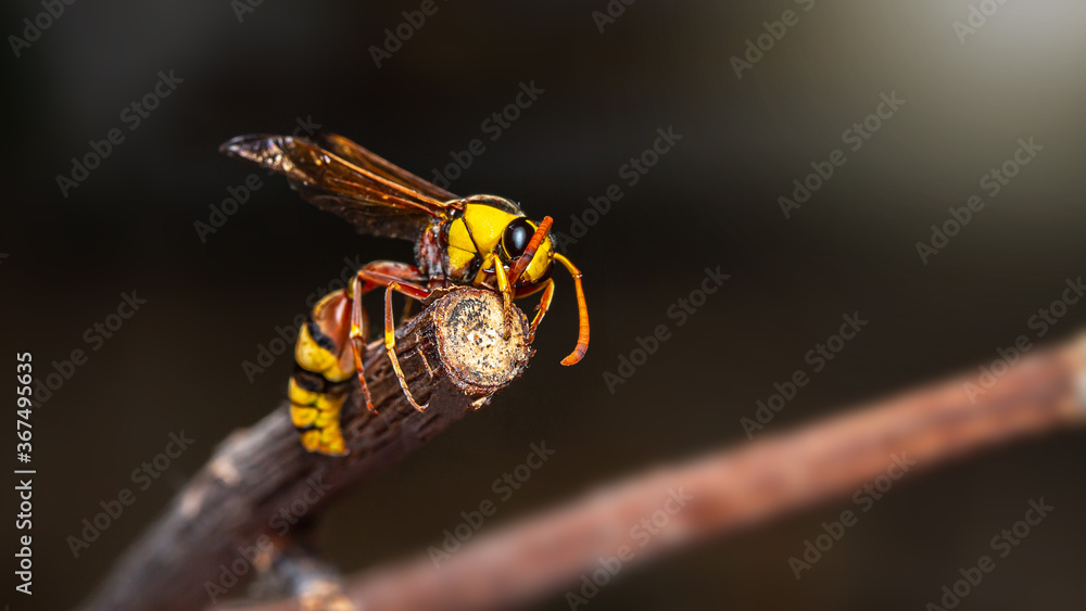 Black back mud-wasp is a common hornet in Southeast Asia. These hornets ...