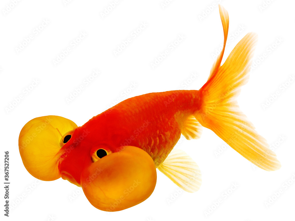 Bubble Eye Goldfish