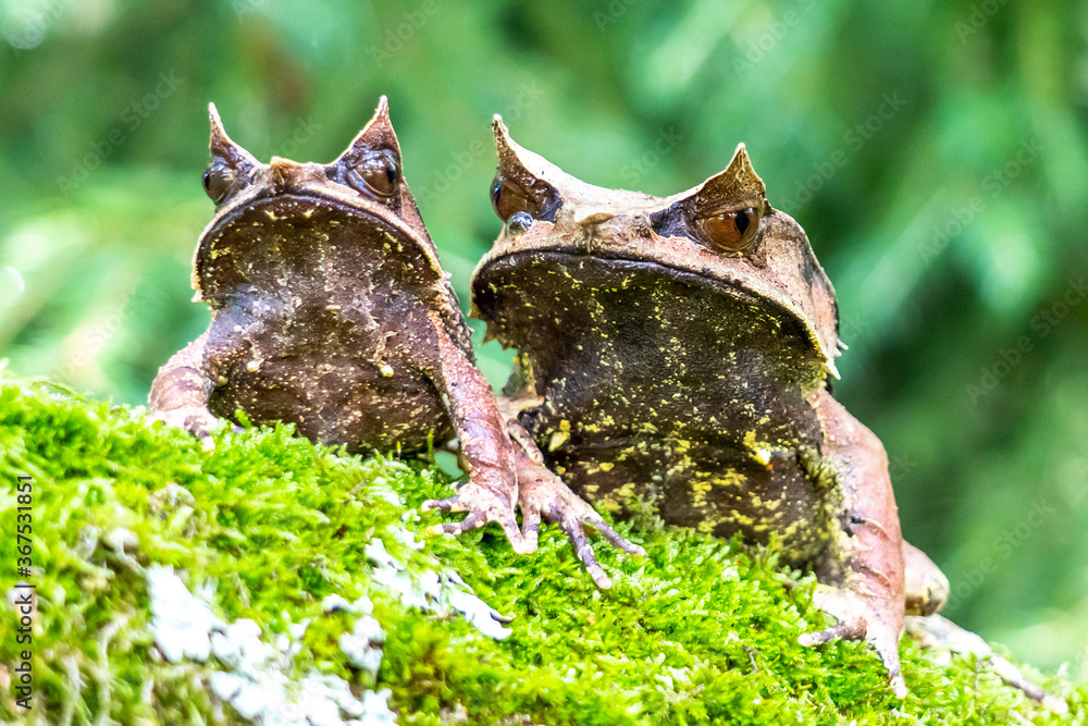 Nature wildlife image of The Bornean Horn Frog (Megophrys Nasuta) Stock ...