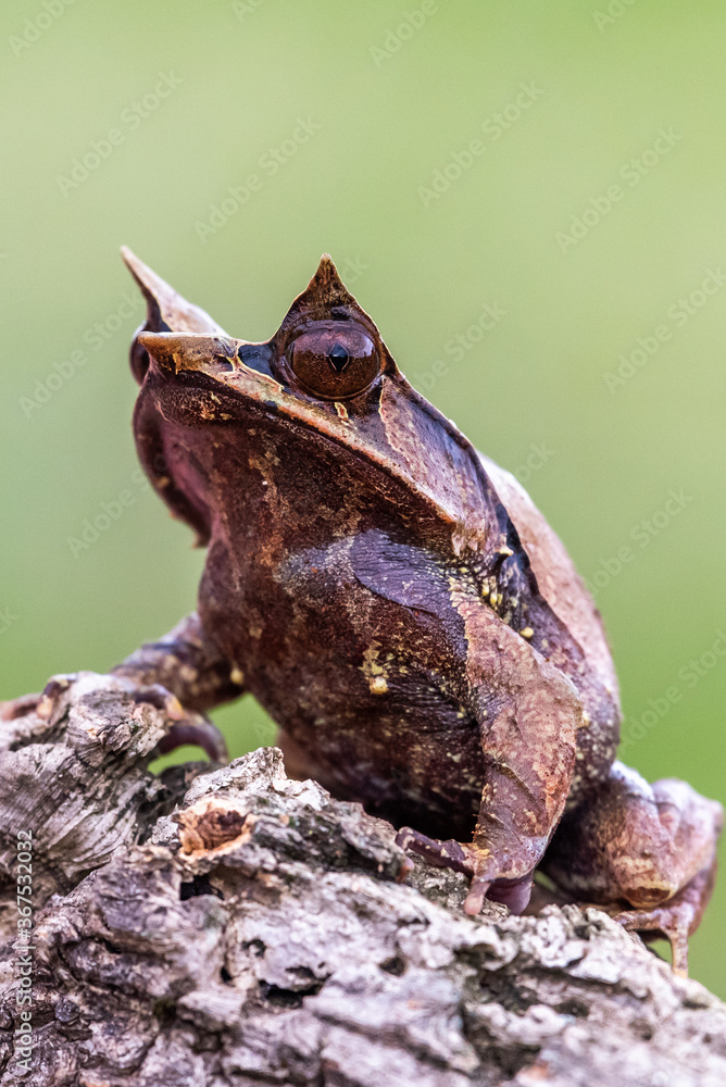 Nature wildlife image of The Bornean Horn Frog (Megophrys Nasuta) Stock ...