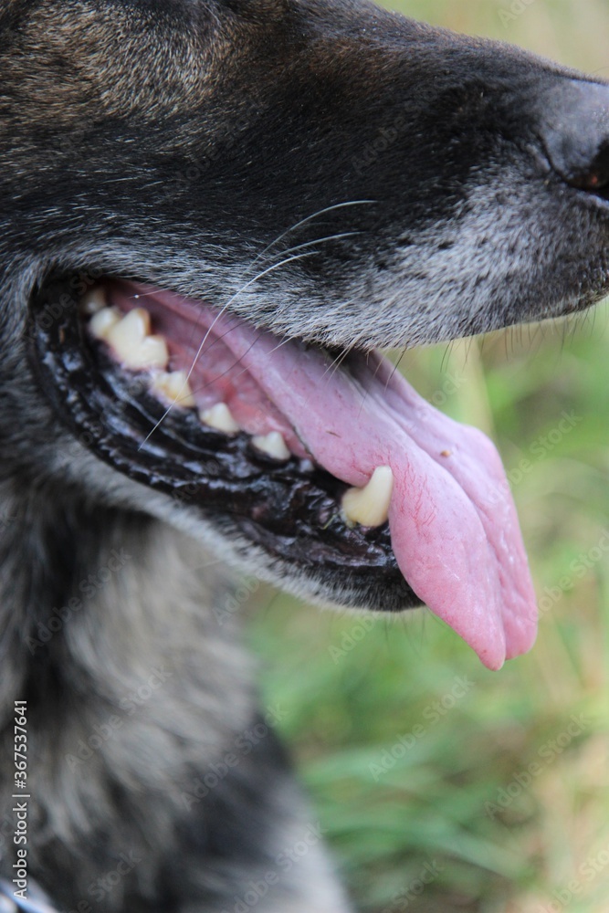 Maul vom Deutscher Schäferhund, Zunge, Zähne, Nase, Schnurrhaare ...