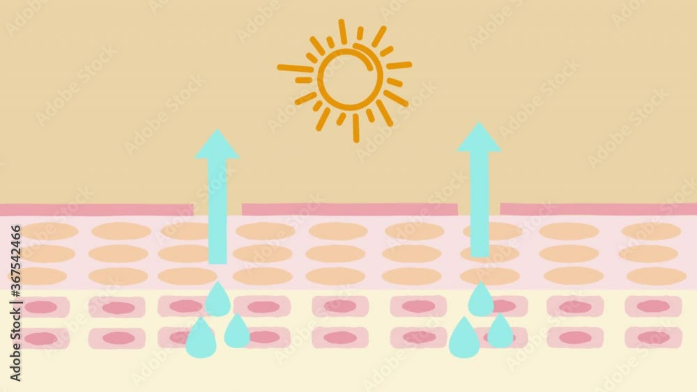 Skin exposed to the sun. Loss of moisture. animated video in 4k. uv ...