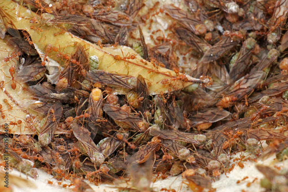 Food chain, diligence and unity of ants. Stock Photo | Adobe Stock