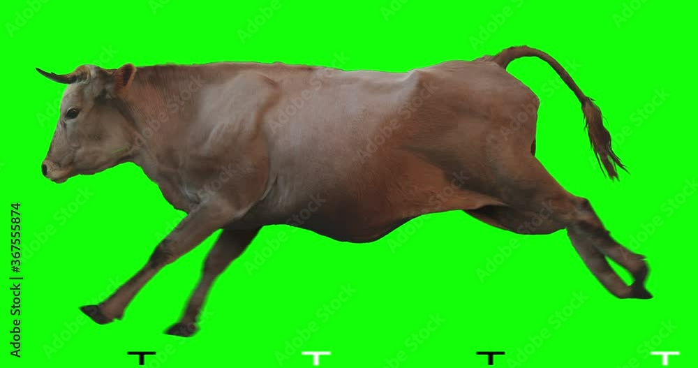 Vidéo Stock Brown bull runs on a transparent background. Cyclic ...