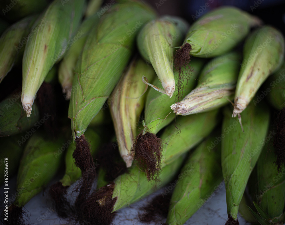 Foto de Elote con hoja de maíz para cocinar mexico. Fresh corn on the ...