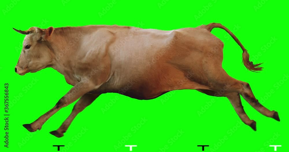 Red bull runs on a transparent background. Cyclic animation. Green ...