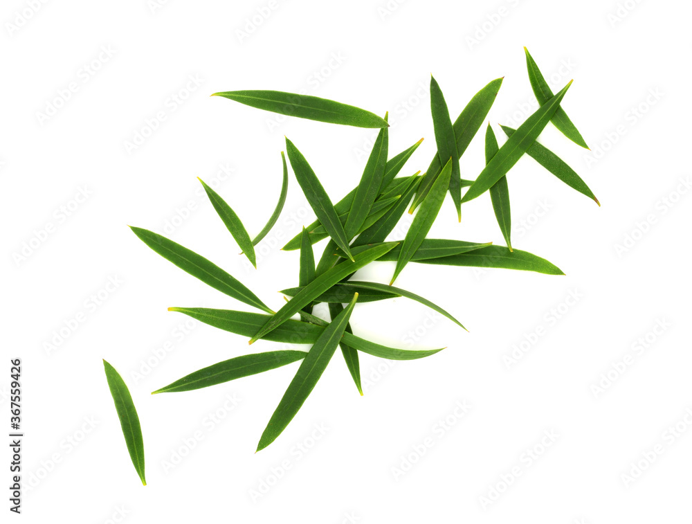 Melaleuca leaves (Tea Tree). Top View. Isolated on White Background ...
