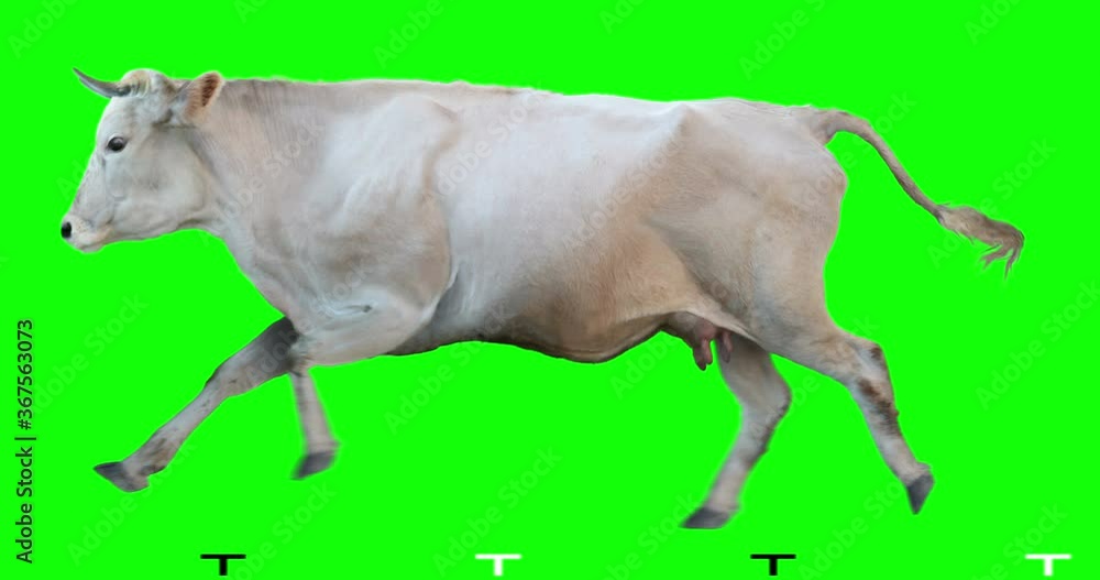 Vídeo do Stock: White cow runs on a transparent background. Cyclic ...