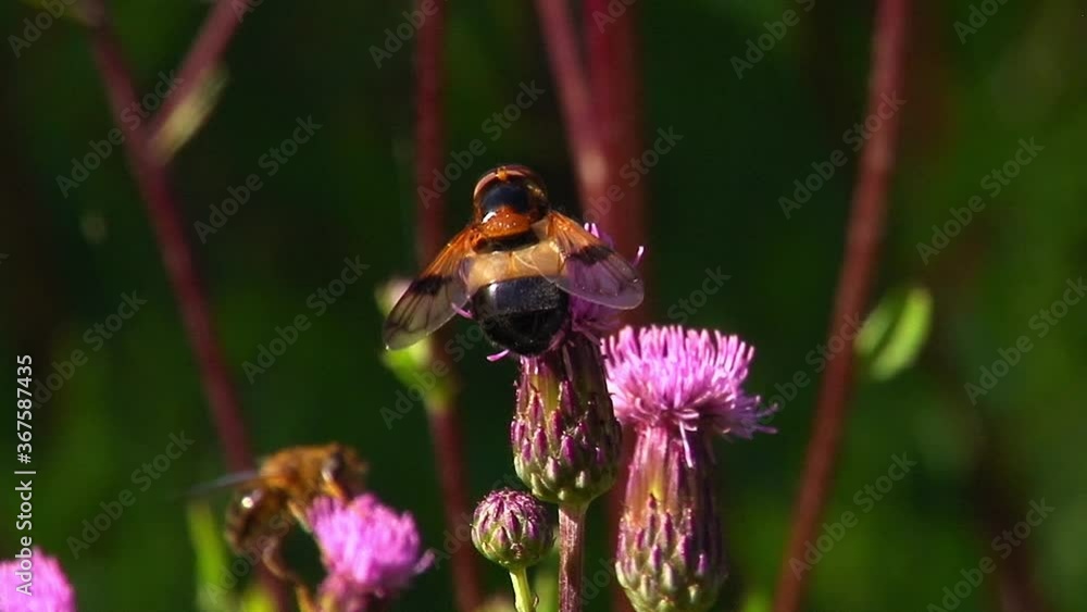 Male Great Pied Hoverfly (Volucella pellucens) On A Poisoned Creeping ...